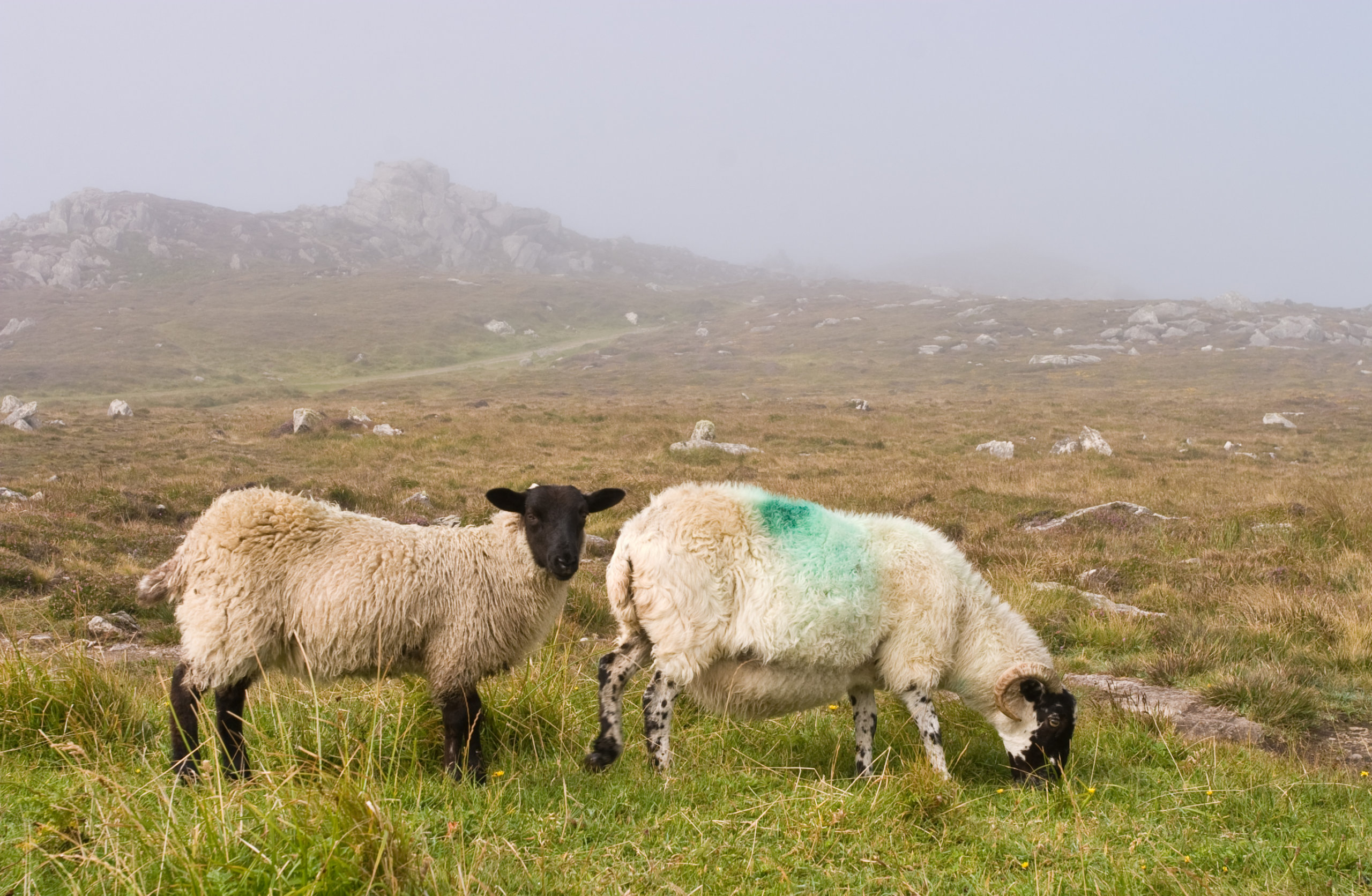 Walks in Wicklow: 8 of the Best | Outsider.ie
