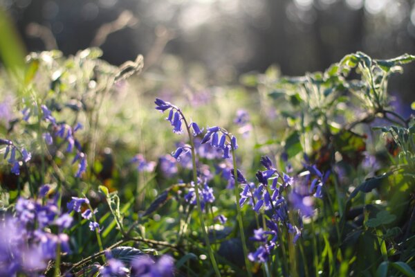 Walks in Kildare: 5 of the Best | Outsider.ie